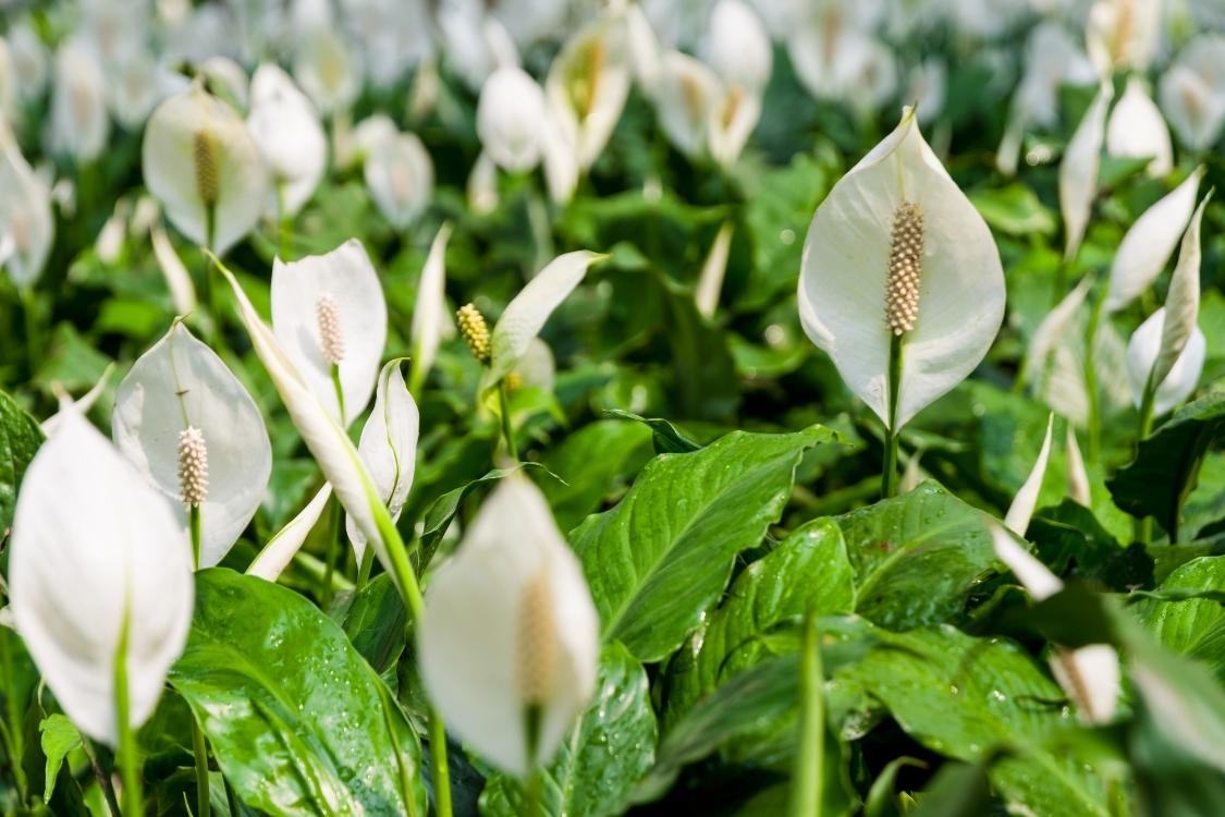 Lírio da Paz: o que é e como cultivar essa planta - Info Útil