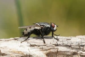 Miíase: conheça os sintomas, causas e tratamento - Info Útil