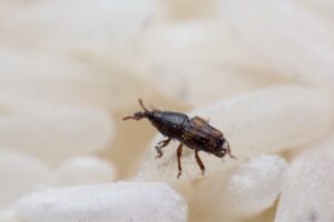 Caruncho: Identificação, Comportamento e Estratégias de Prevenção ...